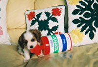 Sweet Davyの主役が10歳になりました : Sweet Davy