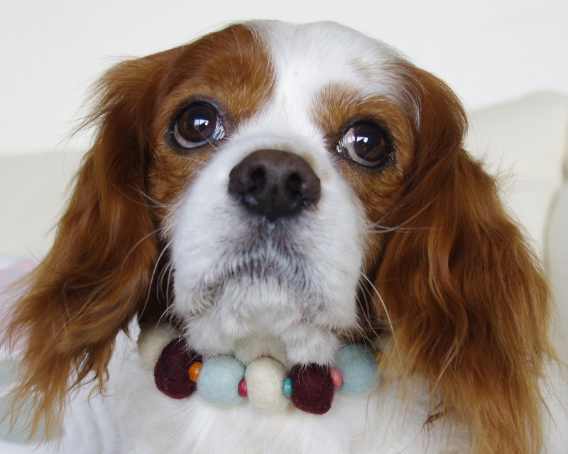 Sweet Davyの主役が10歳になりました : Sweet Davy