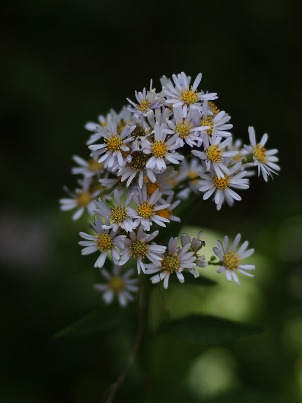 COSINA 55mm F1.2 MC」 を1段絞って文化園① : FOTOFULL WEEKEND COSINA 55mm F1.2 MC」 を1段絞って文化園① : FOTOFULL WEEKEND
