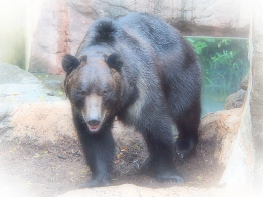 10月11日（火） 再起動 : ほのぼの動物写真日記