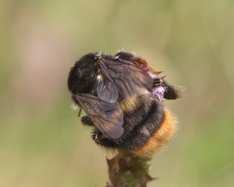 クロマルハナバチ Bombus ignitus→オオマルハナバチ B.hypocrita : 鳥平の自然だより（動物編）