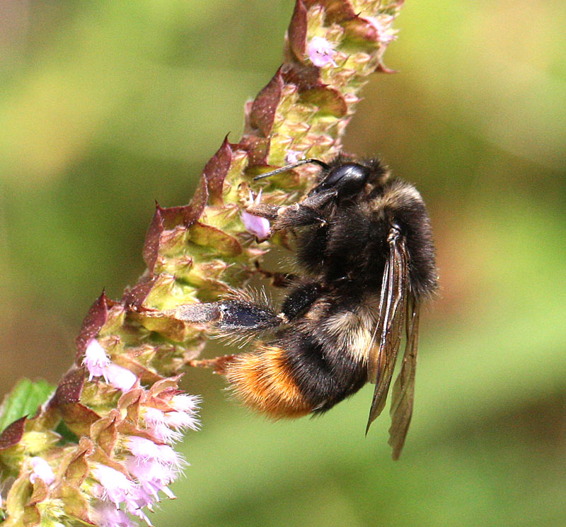 クロマルハナバチ Bombus ignitus→オオマルハナバチ B.hypocrita : 鳥平の自然だより（動物編）