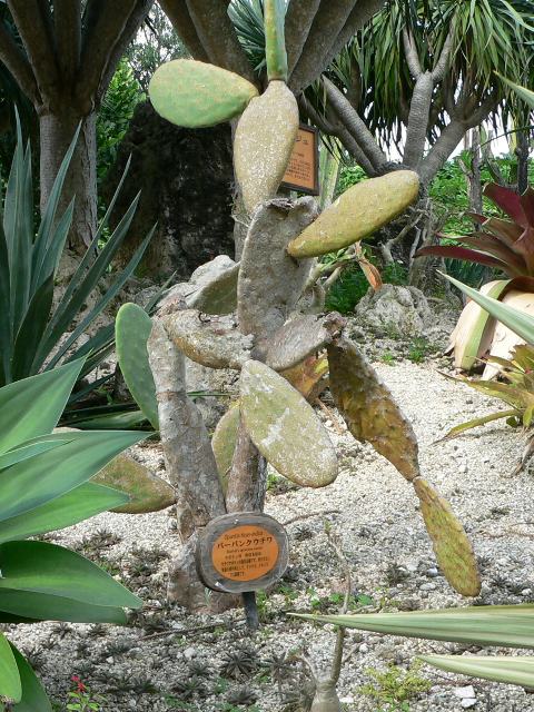 バーバンク団扇（バーバンクウチワ） : 花の仲間調べ