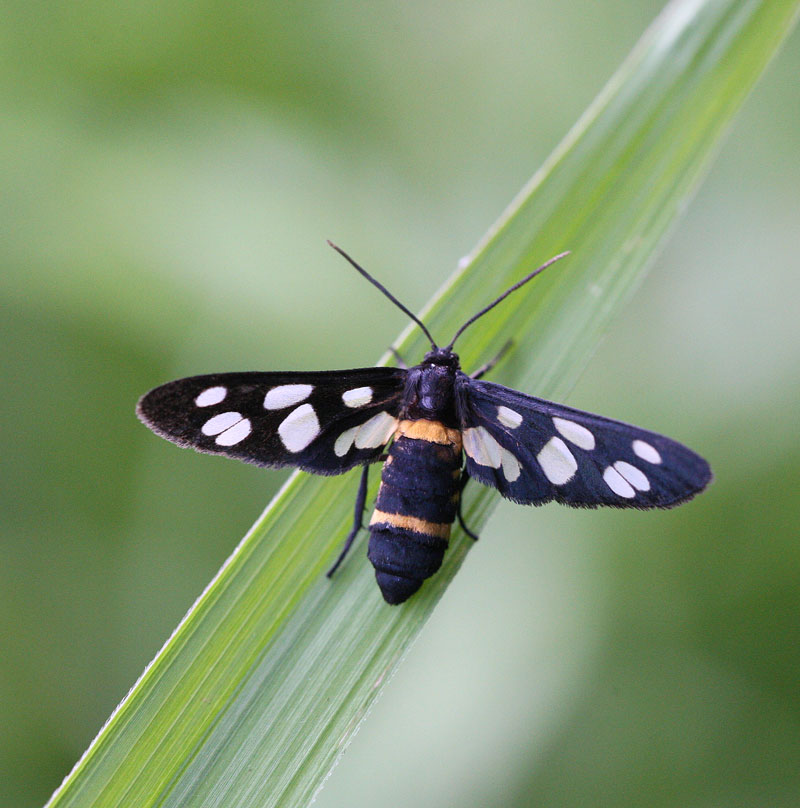 カノコガ Amata fortunei : 鳥平の自然だより（動物編）