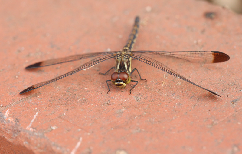 コノシメトンボ(雌） Sympetrum baccha matutinum : 鳥平の自然だより（動物編）