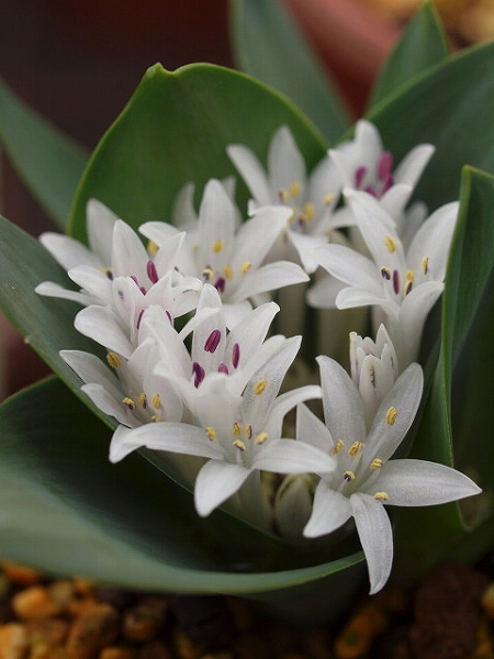 Polyxena ensifolia : Flowers.