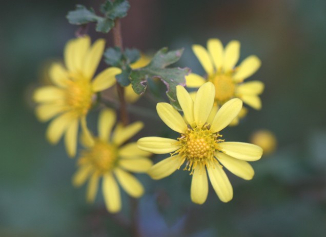 庭の野菊たち2 泡黄金菊・日御碕菊・島寒菊 : 寧楽悠々自然流