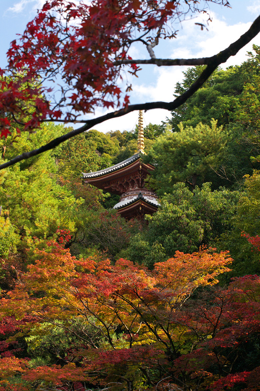 色づく今熊野観音寺 : 花景色－K.W.C. PhotoBlog