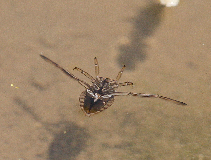 マツモムシ Notonecta triguttata : 鳥平の自然だより（動物編）