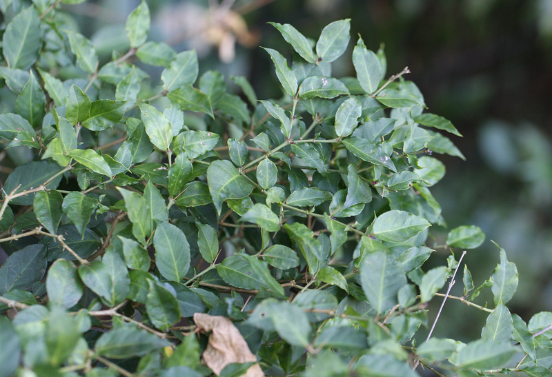 オオアリドオシ（ニセジュズネノキ） Damnacanthus indicus ssp.major : 鳥平の自然だより（植物編）