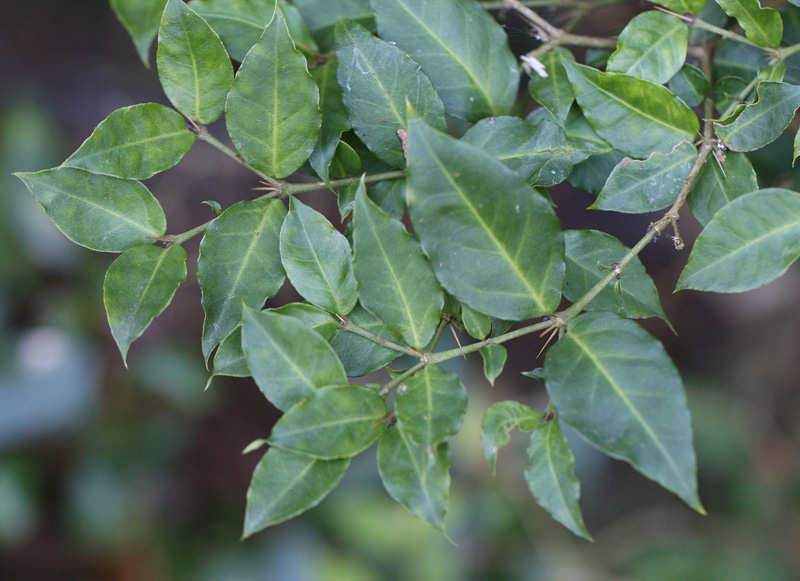 オオアリドオシ（ニセジュズネノキ） Damnacanthus indicus ssp.major : 鳥平の自然だより（植物編）