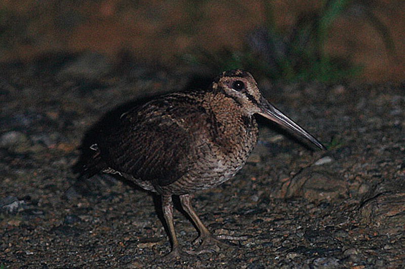 アマミヤマシギ : 野鳥図鑑 （日本の野鳥650参考 真木広造氏）