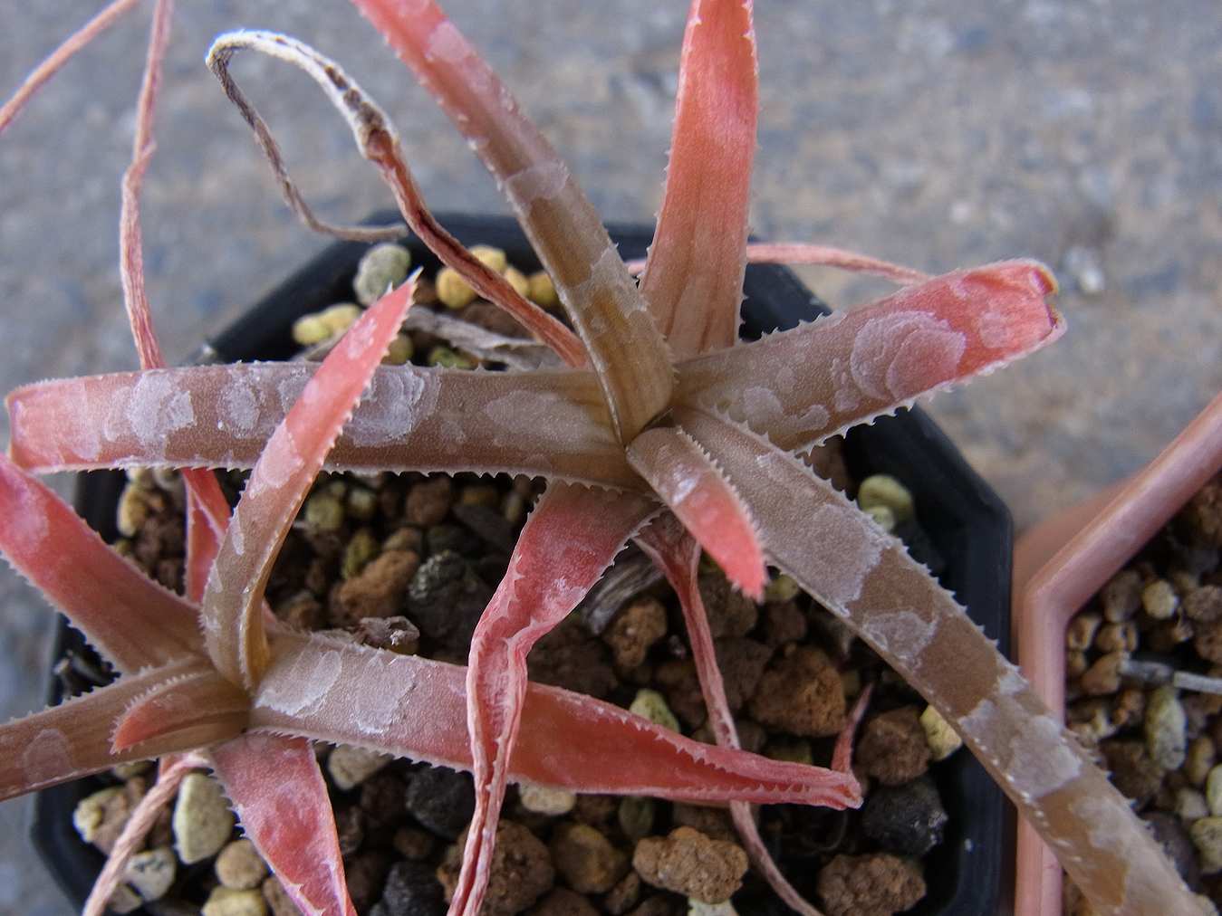 冬のアロエ・ガス・ハオ : かくたすあんどさきゅれんつ