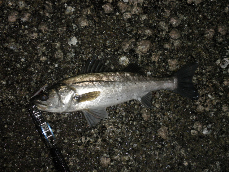 おさぼり釣果報告 2011.11.05 6：13 : 『疑似餌釣行列伝』 by tsurinchu