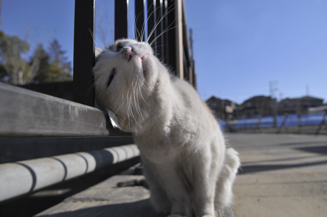 極楽だニャァ (No.1281 12/01/13) : ミネルバのフクロウ