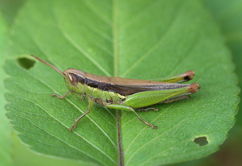 コイナゴ？ Oxya hyla intricata ? : 鳥平の自然だより（動物編）