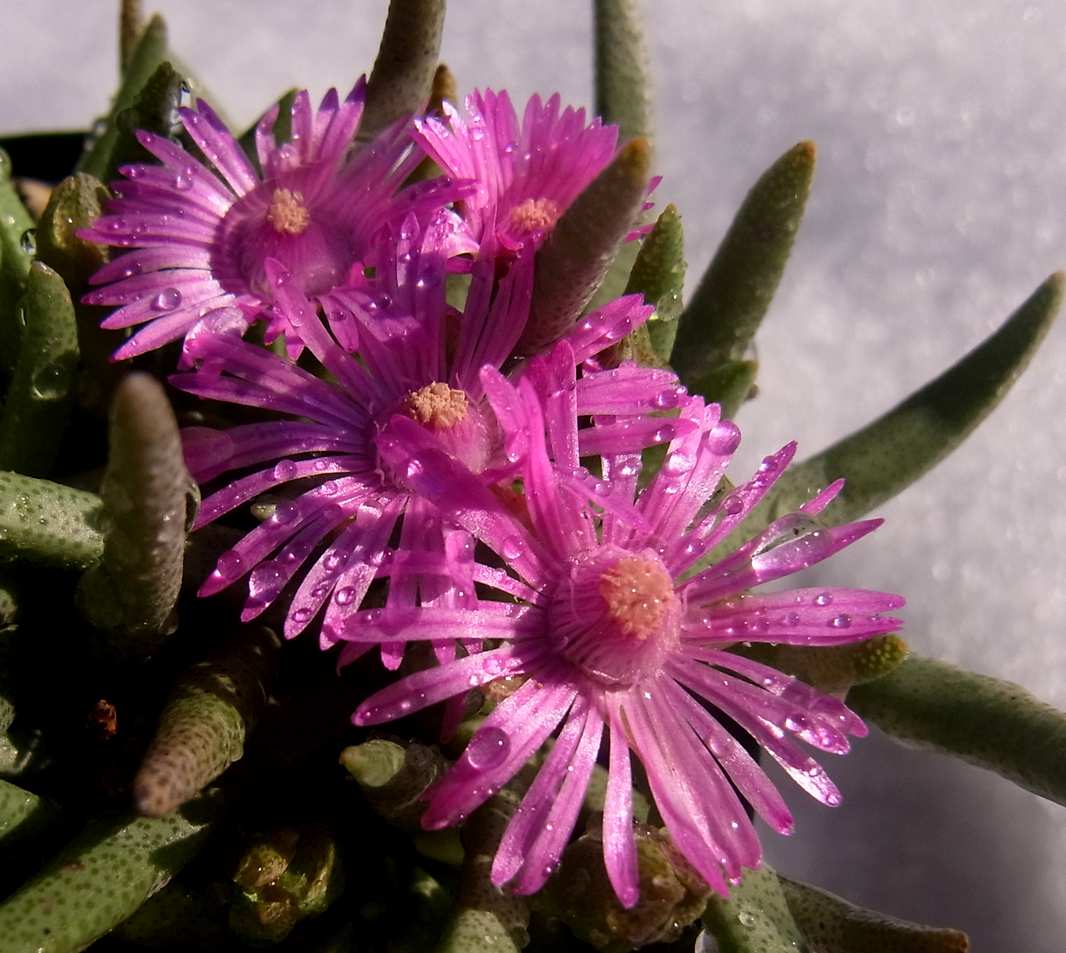 ピンク色のメセンの花が咲きました : かくたすあんどさきゅれんつ