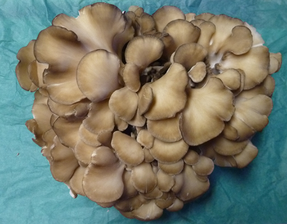 エルメス"カレーシュ”−−−加齢臭にあらず : REIKO GOGO日記