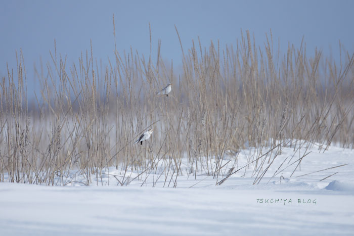 平成24年 冬の北海道遠征 3日目 野付半島のユキホオジロ : TSUCHIYA BLOG