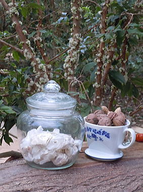 「また、来ます。」 : 西川農園通信