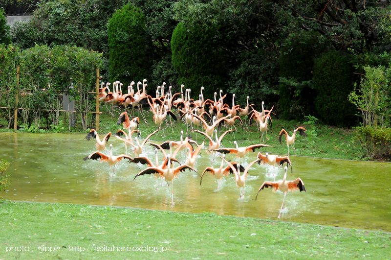 美しいフライング・フラミンゴショー : 動物園でお散歩