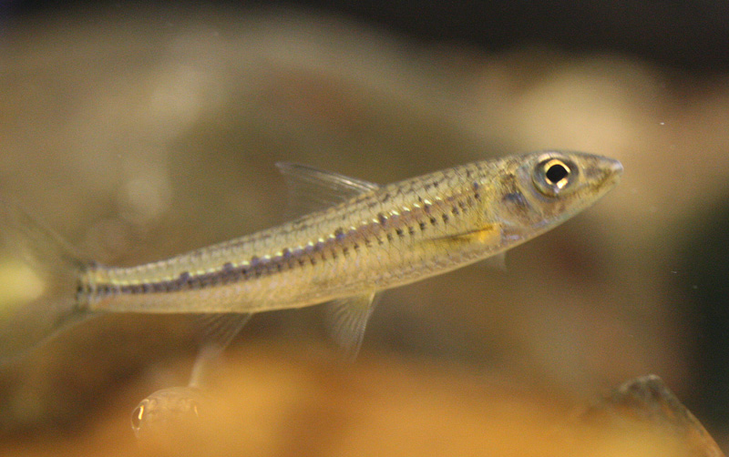 スゴモロコ Squalidus chankaensis : 鳥平の自然だより（動物編）