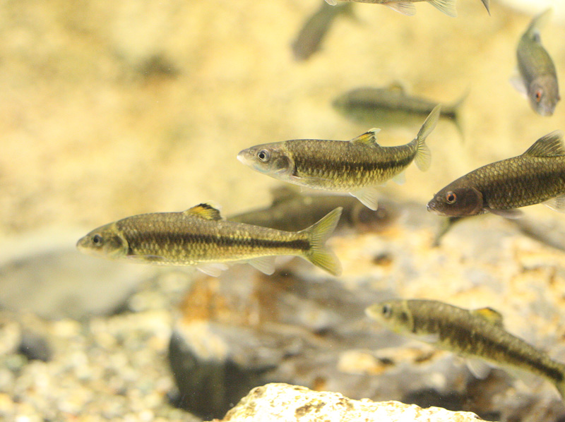 ビワヒガイ Sarcocheilichthys variegatus microoculus : 鳥平の自然だより（動物編）