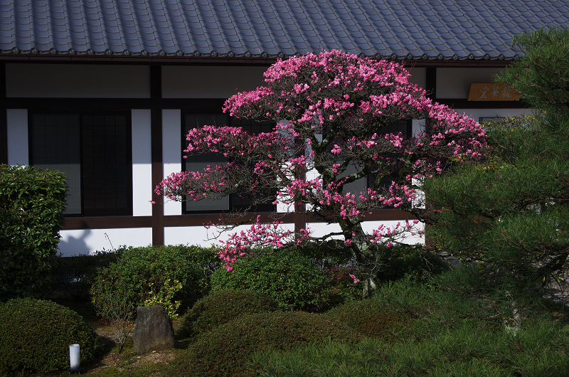 花の心遣い（雲龍院） : 花景色－K.W.C. PhotoBlog