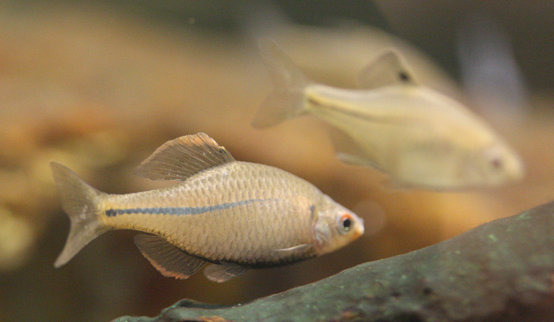 スイゲンゼニタナゴ Rhodeus atremius suigensis : 鳥平の自然だより（動物編）