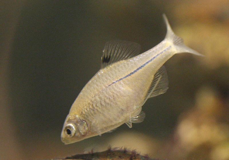 スイゲンゼニタナゴ Rhodeus atremius suigensis : 鳥平の自然だより（動物編）