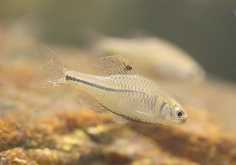 スイゲンゼニタナゴ Rhodeus atremius suigensis : 鳥平の自然だより（動物編）