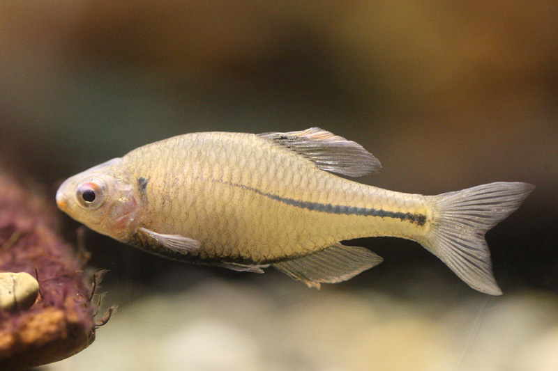 スイゲンゼニタナゴ Rhodeus atremius suigensis : 鳥平の自然だより（動物編）
