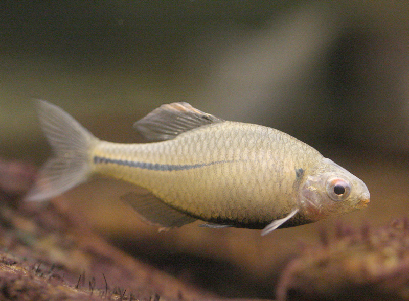 スイゲンゼニタナゴ Rhodeus atremius suigensis : 鳥平の自然だより（動物編）