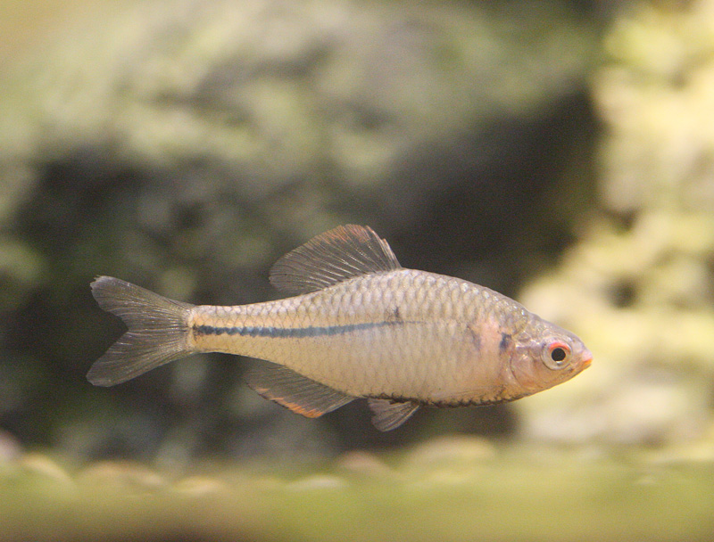 カゼトゲタナゴ Rhodeus atremius atremius : 鳥平の自然だより（動物編）