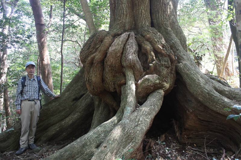 竜良山 （長崎県） 558.5m : 休日の山登り