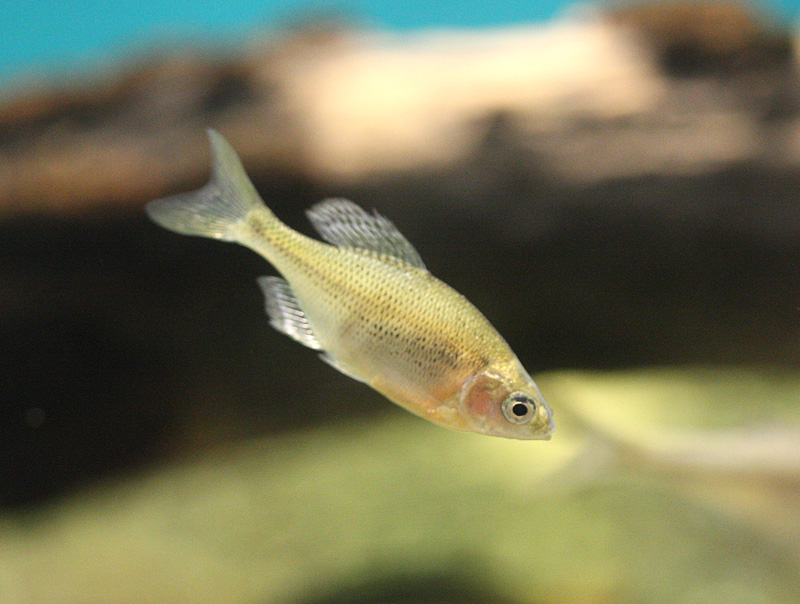 ゼニタナゴ Acheilognathus typus : 鳥平の自然だより（動物編）