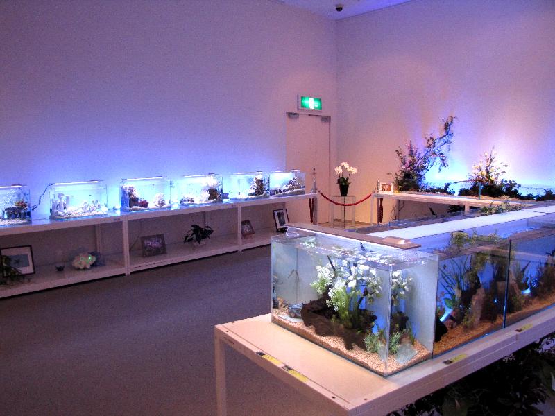 金魚一道 スタッフブログ