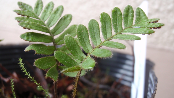 Polypodium polypodioides Costa Rica : コケシノブログ‐苔忍録‐