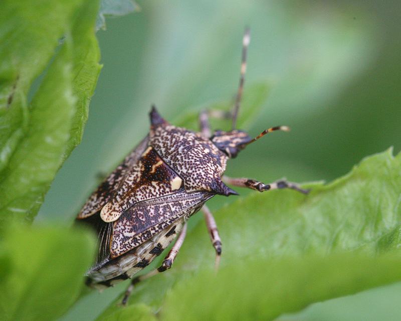 キシモフリクチブトカメムシ Eocanthecona furcellata : 鳥平の自然だより（動物編）