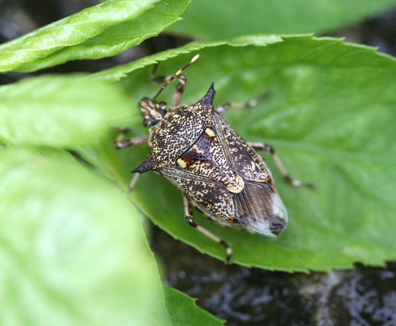 キシモフリクチブトカメムシ Eocanthecona furcellata : 鳥平の自然だより（動物編）