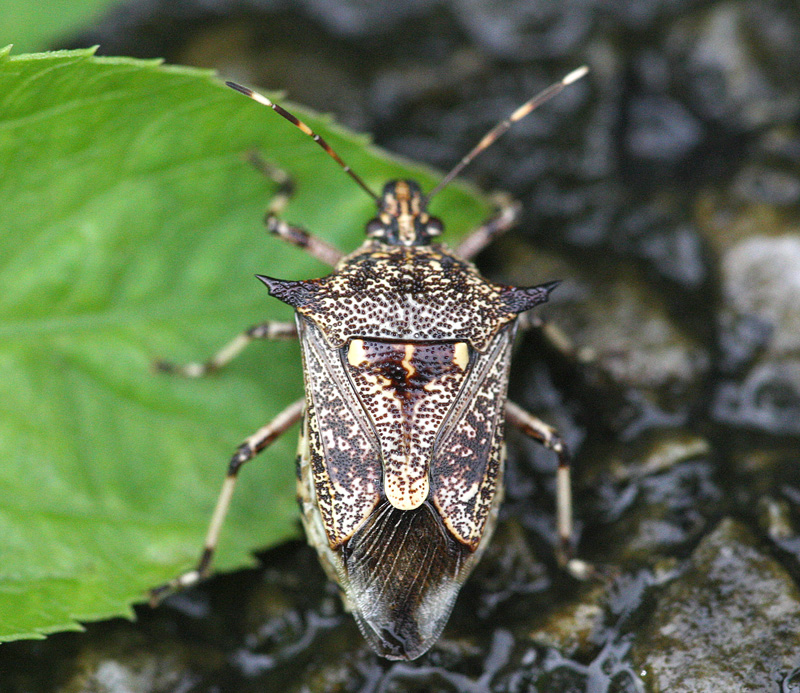 キシモフリクチブトカメムシ Eocanthecona furcellata : 鳥平の自然だより（動物編）