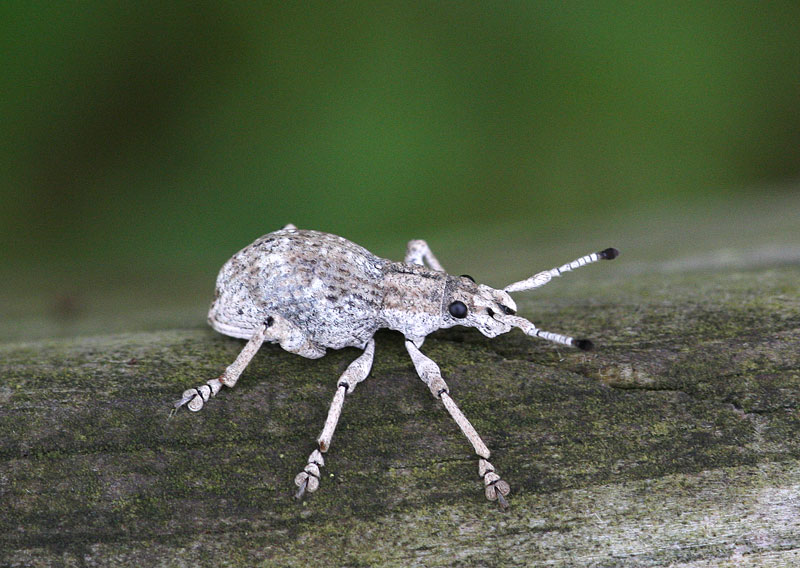 オキナワクワゾウムシ Episomus mori : 鳥平の自然だより（動物編）