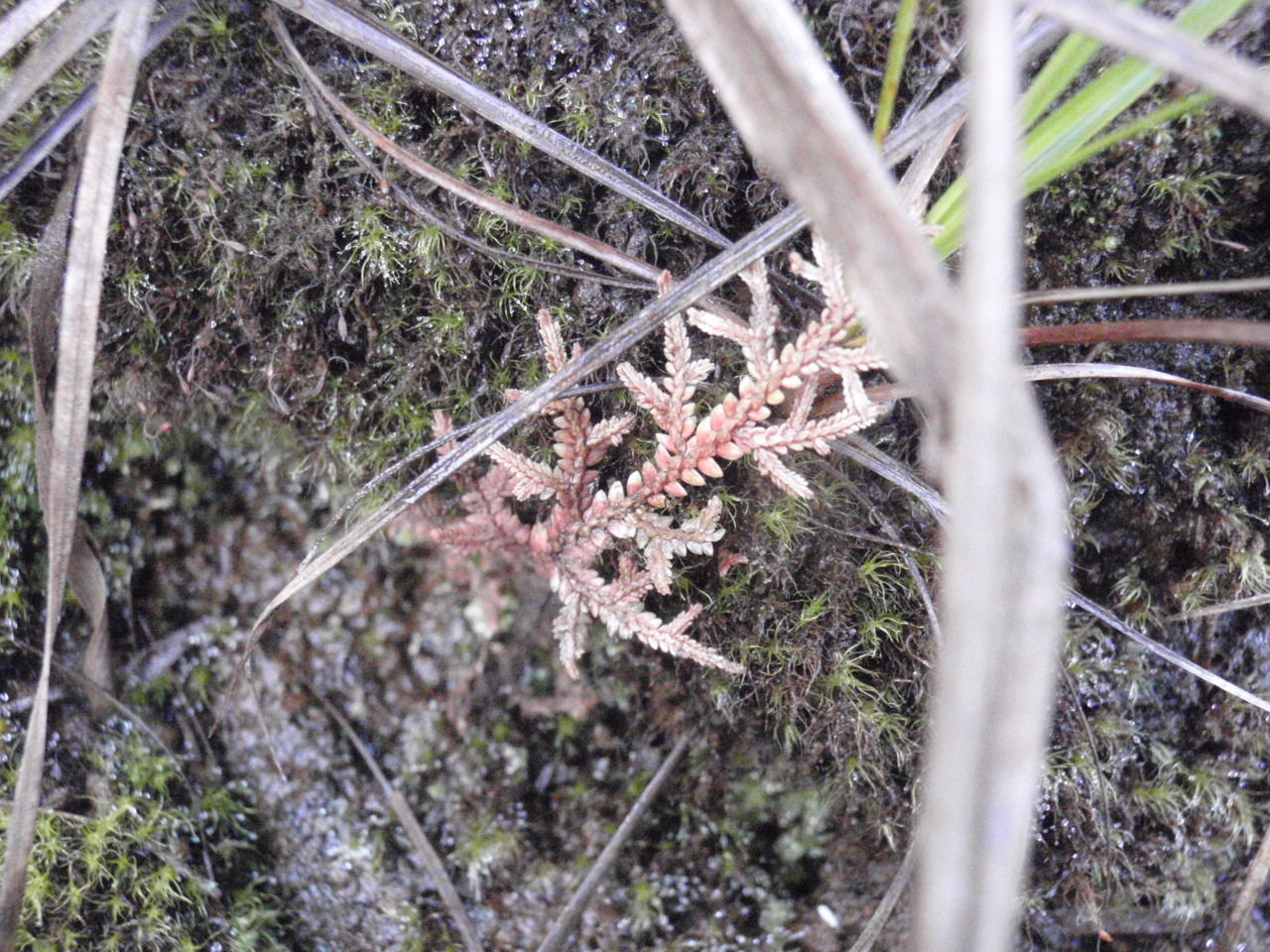 Selaginella neocaledonica Nouvelle-Calédonie : コケシノブログ‐苔忍録‐