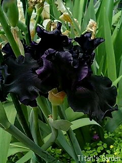 Iris 'Raven Girl' : Titan's Garden