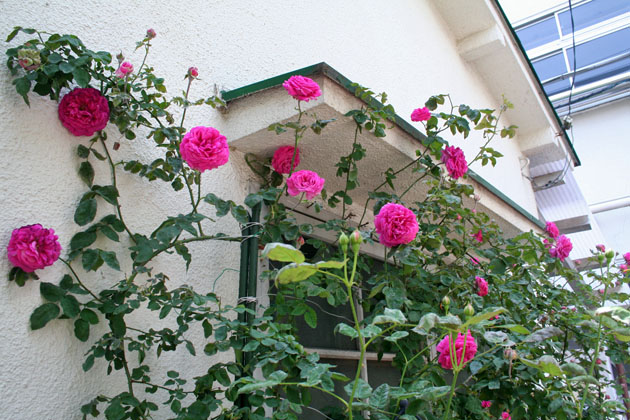 広尾ローズガーデン