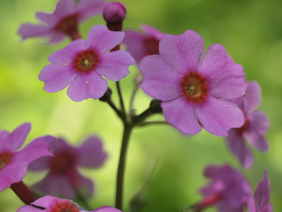 フォコター 試写 : MOTO_EMGと秘密の部屋