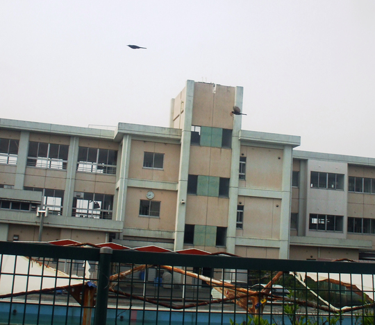 ツバメの巣立ちか : DRACの末裔による徒然の日々