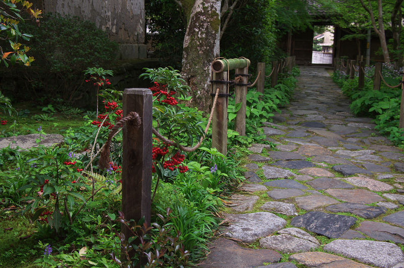 新緑の蓮華寺 : 花景色－K.W.C. PhotoBlog