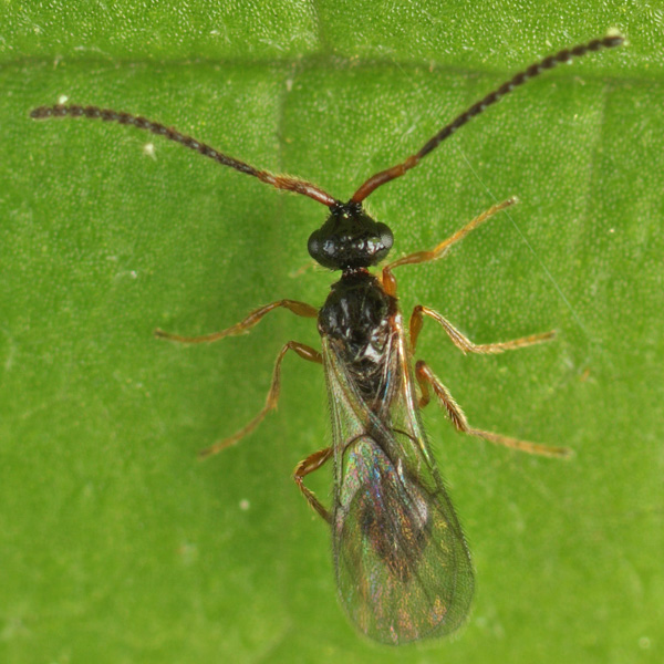 ハエヤドリクロバチ科Belytinaeの1種 4576 : 小さき者たちの世界