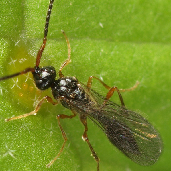 ハエヤドリクロバチ科Belytinaeの1種 4576 : 小さき者たちの世界